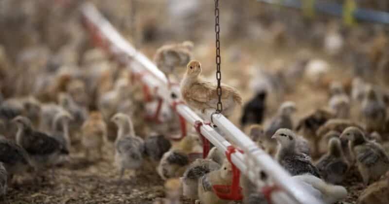Cage-Free Versus Free-Range Eggs: Which Are the Most Sustainable?