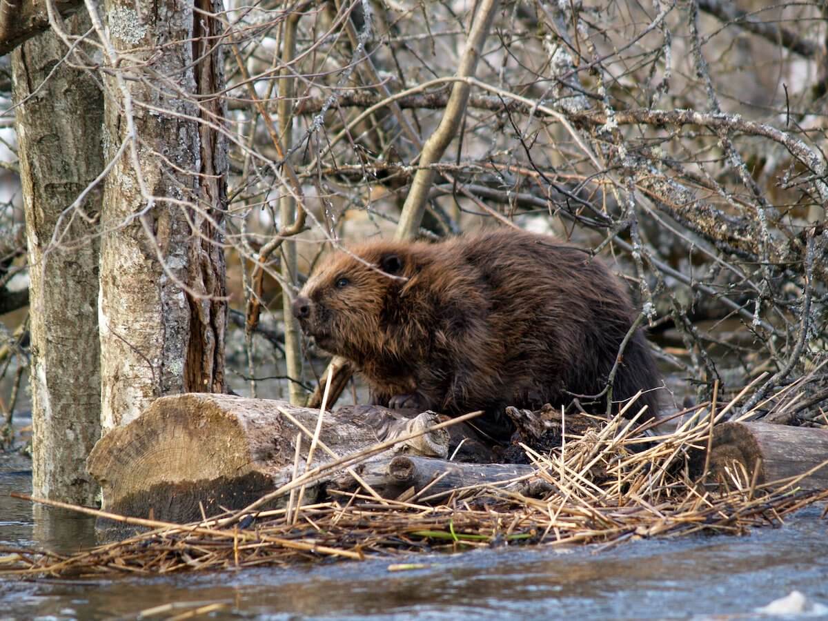 The Future of Beavers Depends on Learning Lessons From the Past