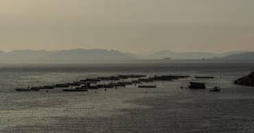 Is Farmed Fish Bad for the Environment?