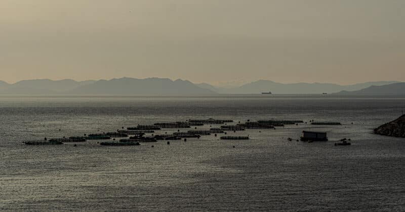 Is Farmed Fish Bad for the Environment?