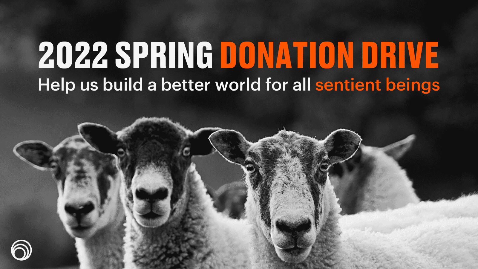 Join Sentient Media's Spring Donation Drive
