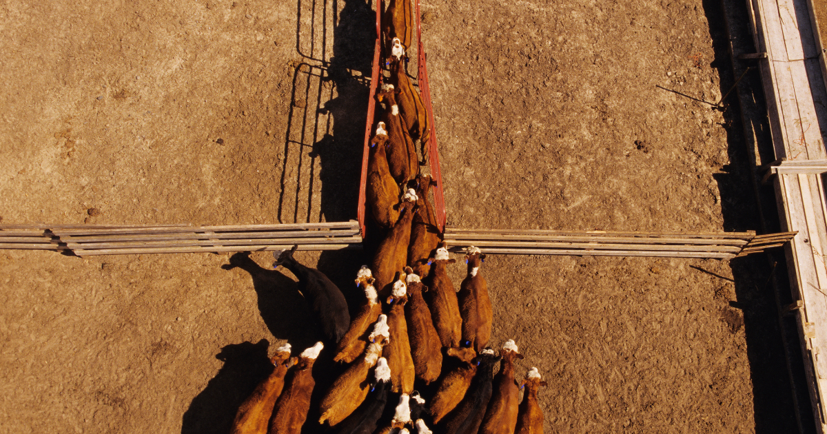 What Food Webs Are & How Cattle Ranching Harms Them