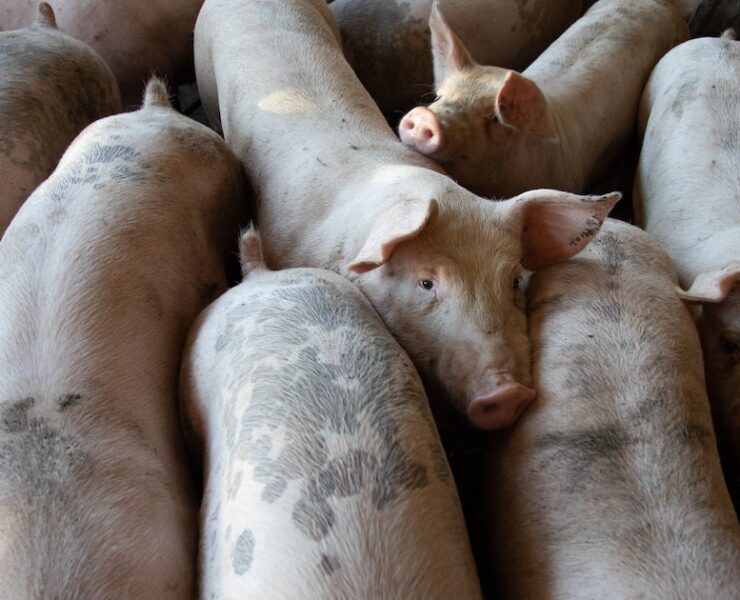 Justice | Sentient Media