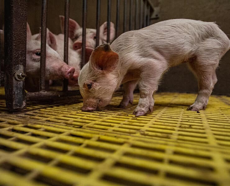 Justice | Sentient Media