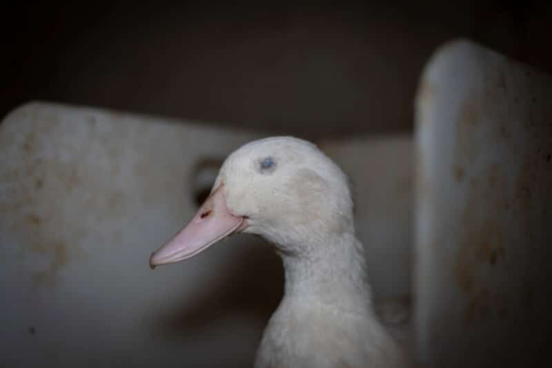 New Duck Farm Investigation Reveals Abuse, Gaps in Biosecurity Protocols