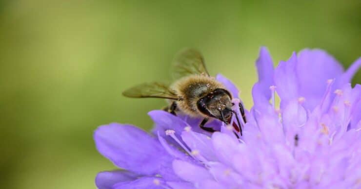 Bees Can Almost Certainly Feel Pain, According to Science