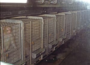 What an Animal Investigator Learned From 50 Years of Undercover Work