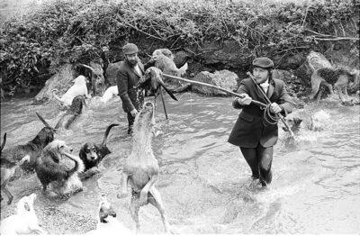 What an Animal Investigator Learned From 50 Years of Undercover Work