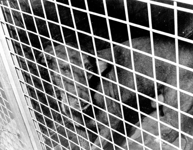 What an Animal Investigator Learned From 50 Years of Undercover Work