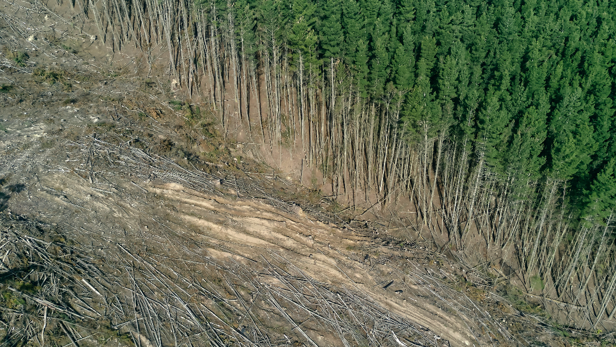 What Is Land Use Change And What Causes It 