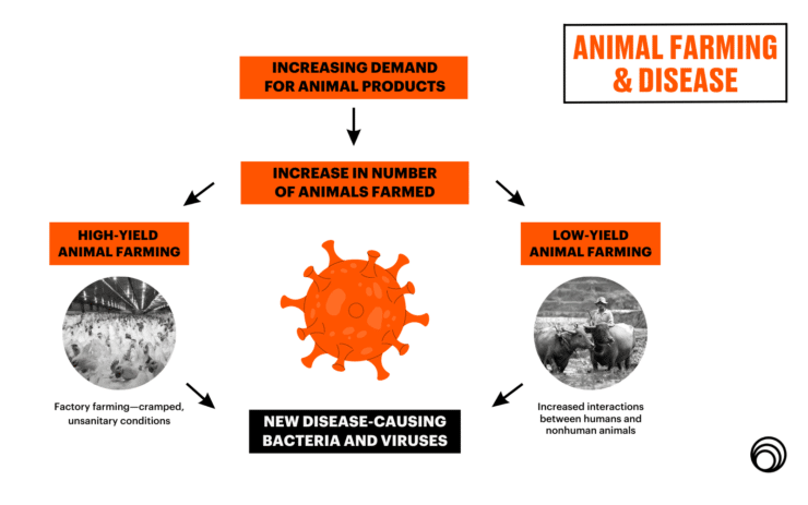 Diseases Are Bred on All Animal Farms, Even the Ranches