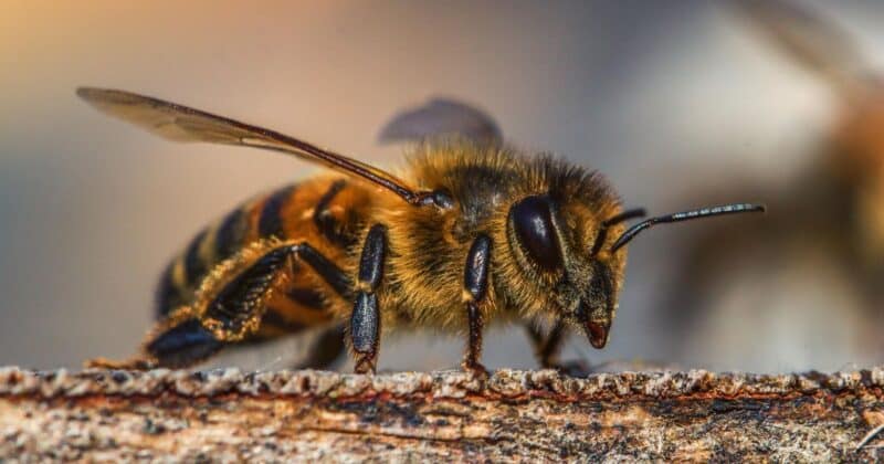 The Four Most Intelligent Insects