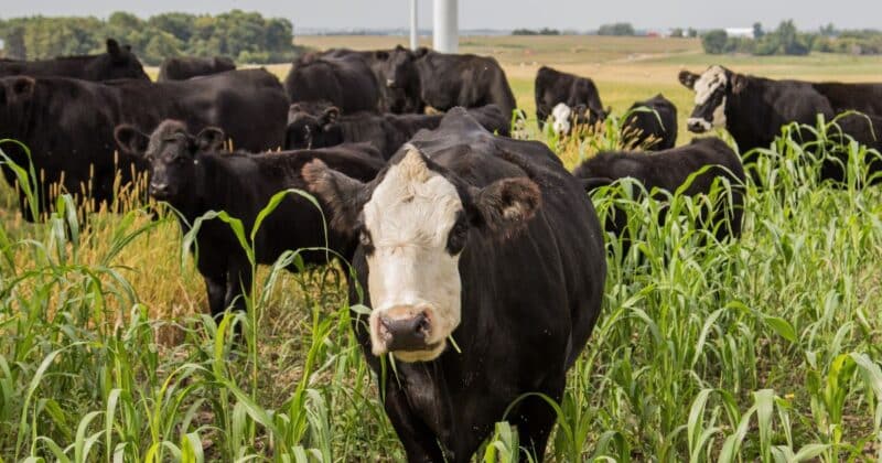 What Are The Different Systems and Benefits of Grazing?