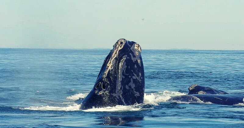 There Are Ways To Spare North Atlantic Right Whales