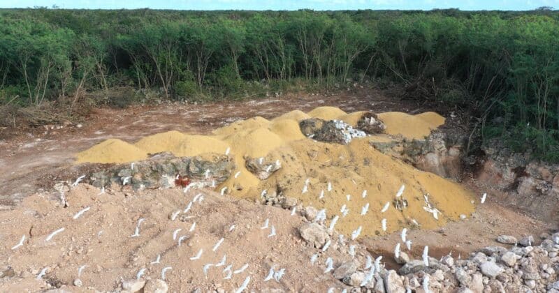 Chickens Burned and Buried as Avian Flu Hits the Yucatán