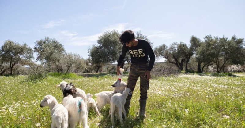 In Turkey, a Farm Sanctuary Became a Haven for all Animals