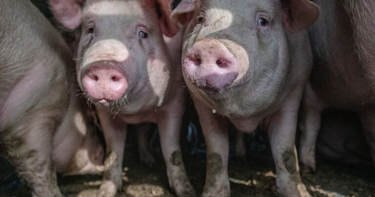 What Does 'Humanely Raised' Actually Mean for Farm Animals?