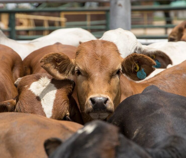 Reporting on the Impact of Animal Agriculture | Sentient Media