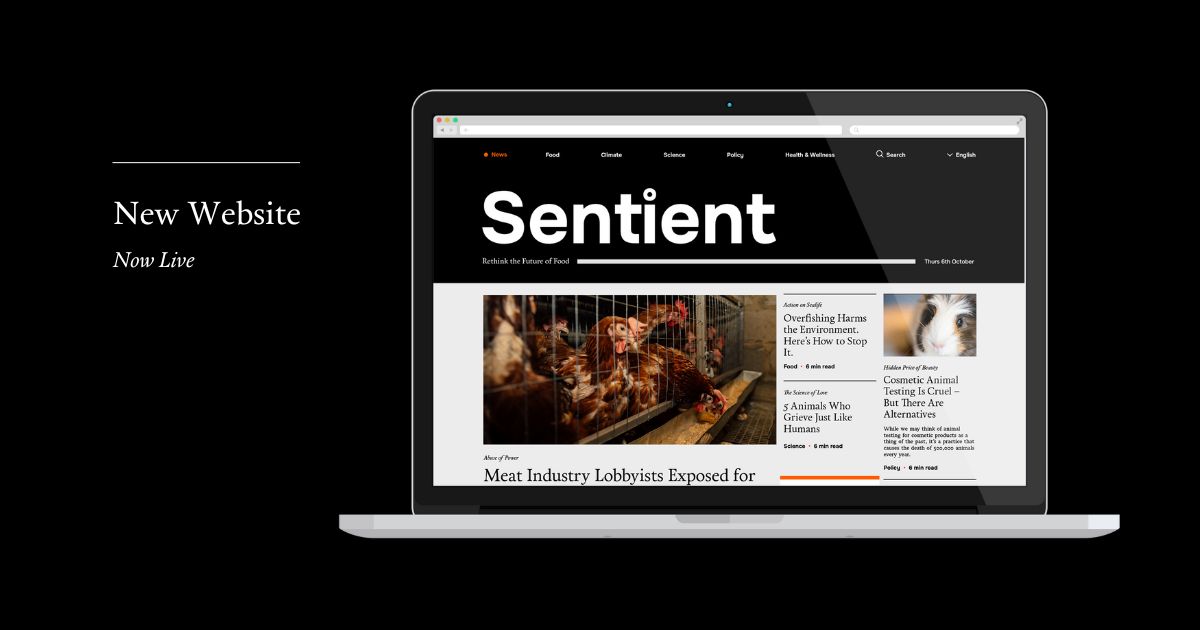 Sentient: Stories + solutions for a changing world