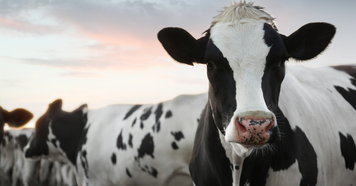 New Supreme Court Case Threatens Legal Protections for Animals