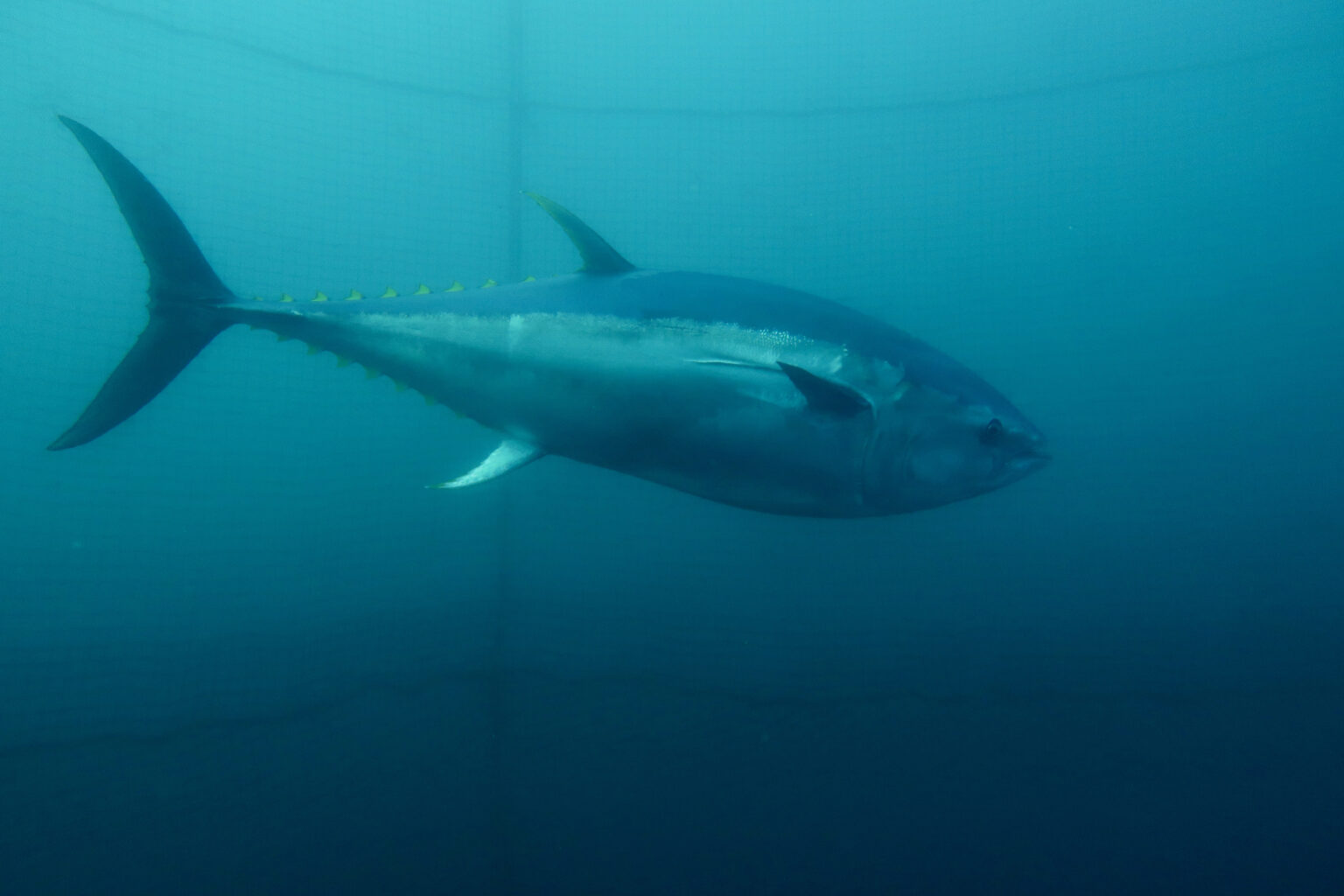 Farmed Bluefin Tuna Brands Claim to Be Sustainable. Here’s What Really ...