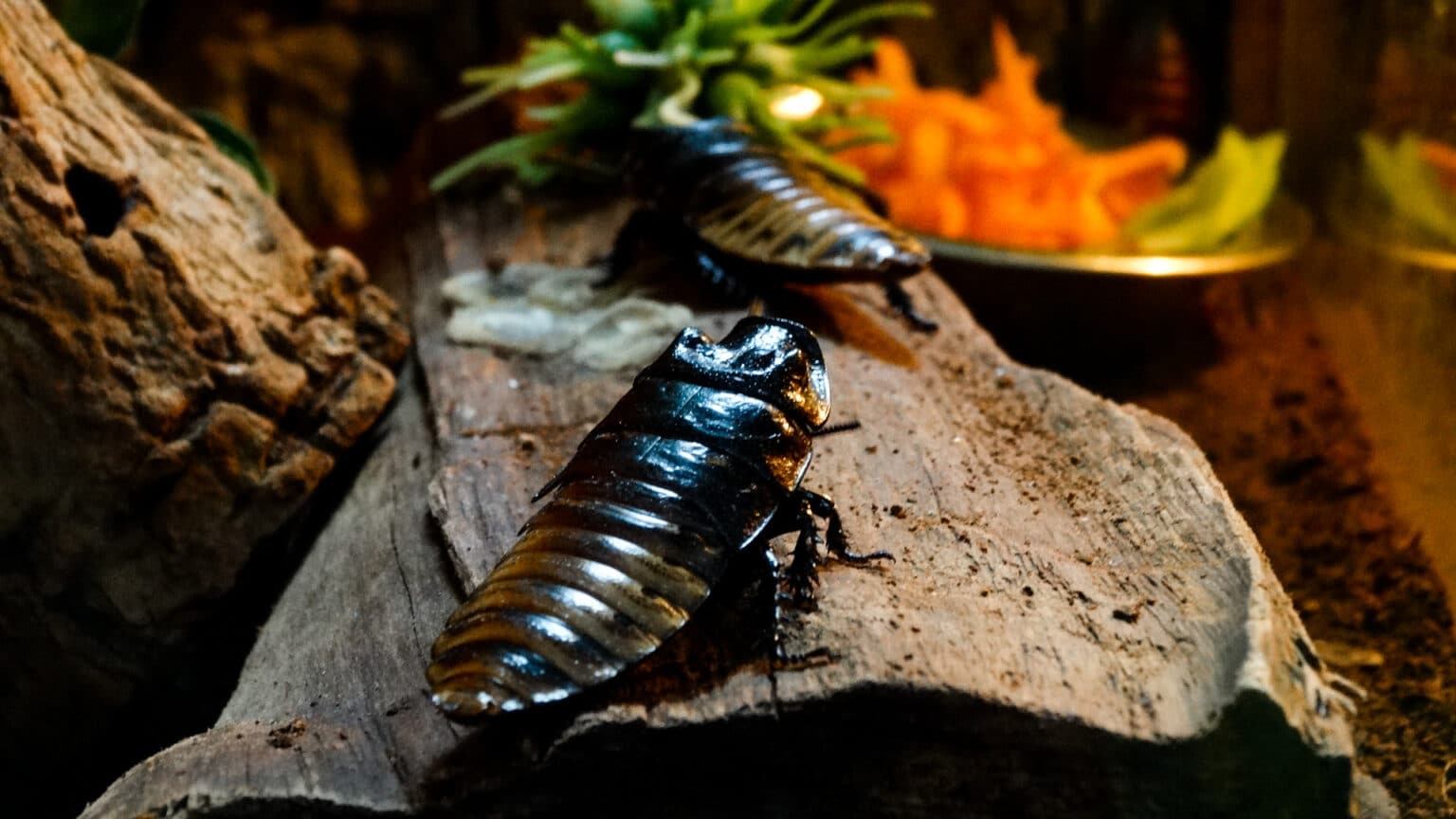 Which Animals Are Monogamous Rather Than Mating For Life?