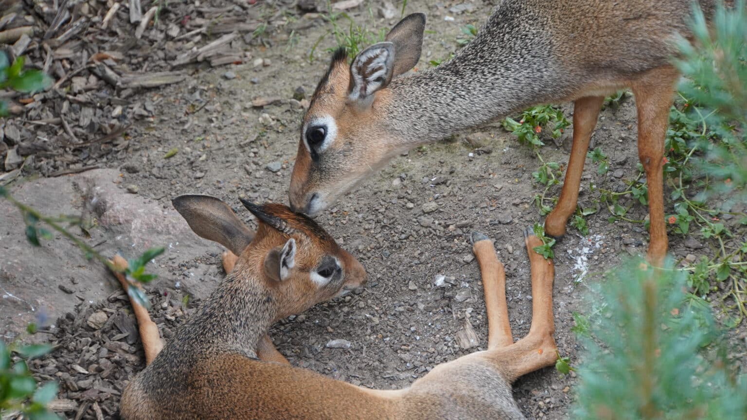 Which Animals Are Monogamous Rather Than Mating For Life?