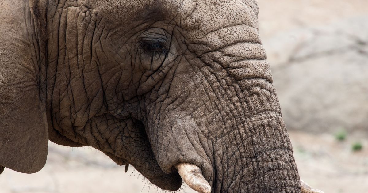 5 Arguments for Zoos, Fact-Checked and Unpacked