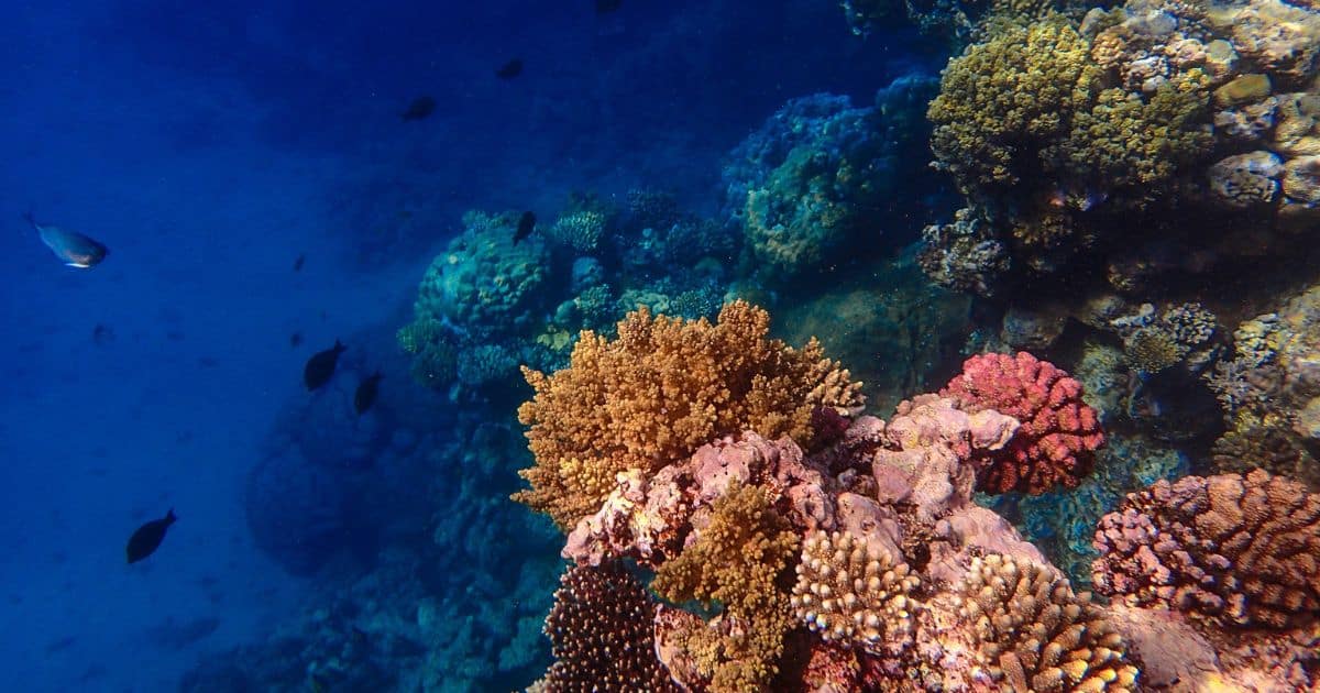 Have the World’s Coral Reefs Already Crossed a Tipping Point?