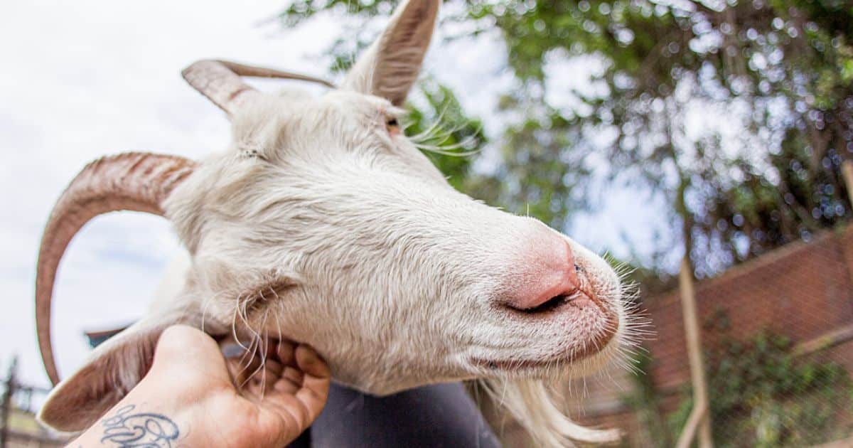 What Farm Animals' Personalities Are Like When They're Free