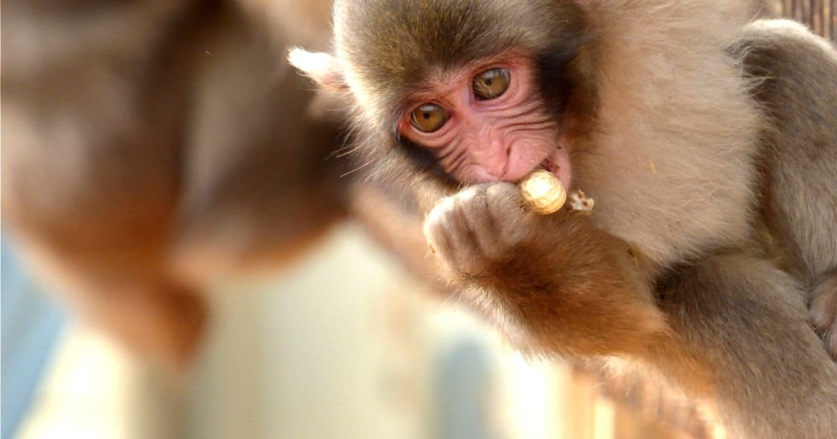 Breathing Wildfire Smoke as Babies Sickened These Monkeys for Decades