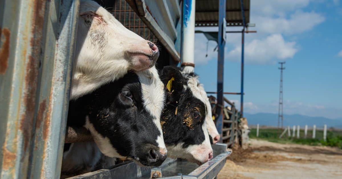 Inside the Billion-Dollar Feed Industry’s Ploy to Greenwash Emissions