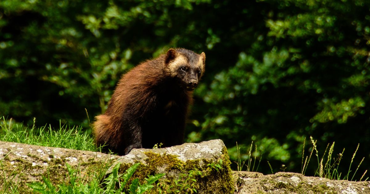 What Does Noninvasive Wild Animal Research Look Like?