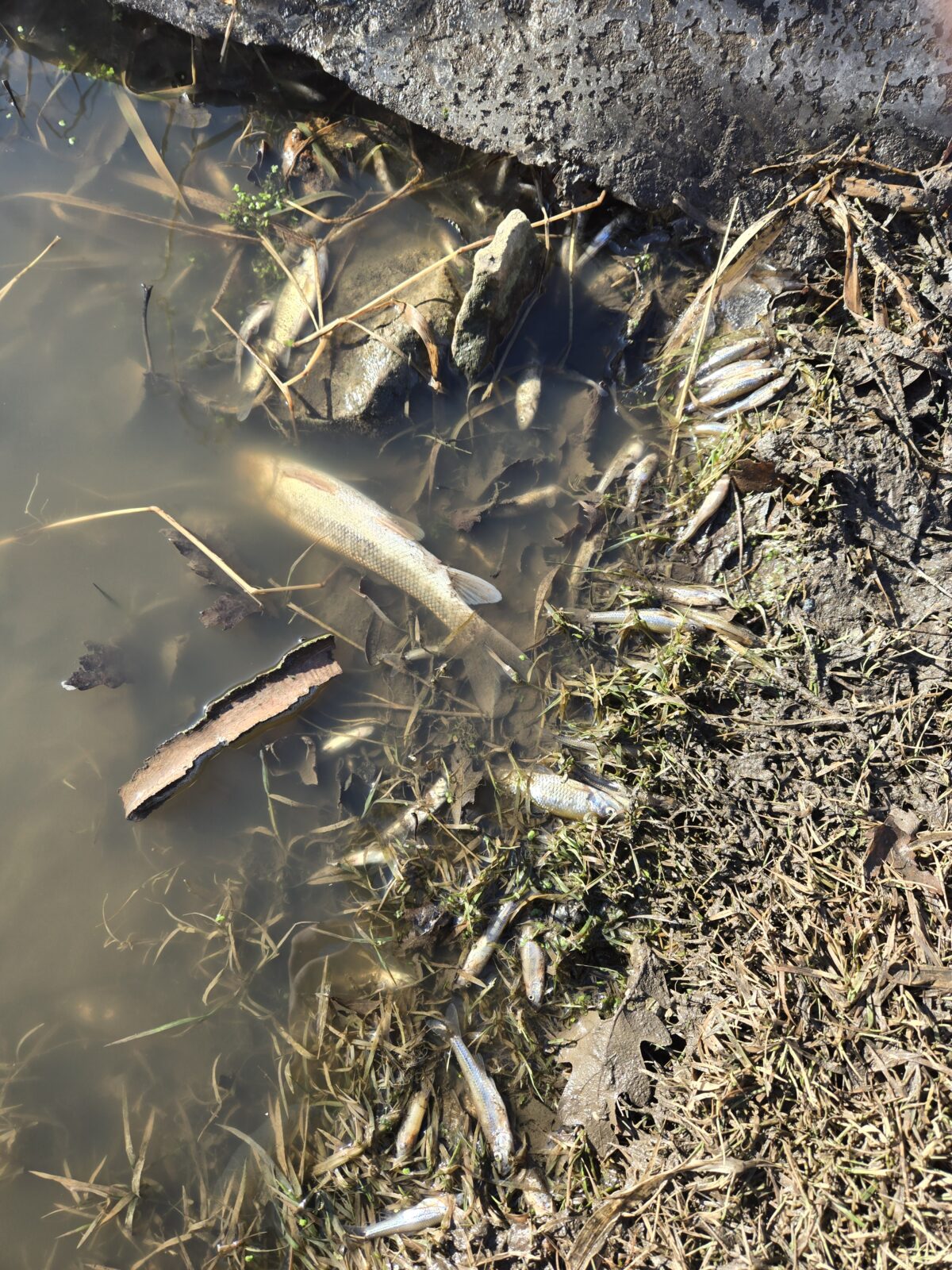 Iowa Dairy Manure Spill Kills Over 100,000 Fish in 10-Mile Stretch of ...