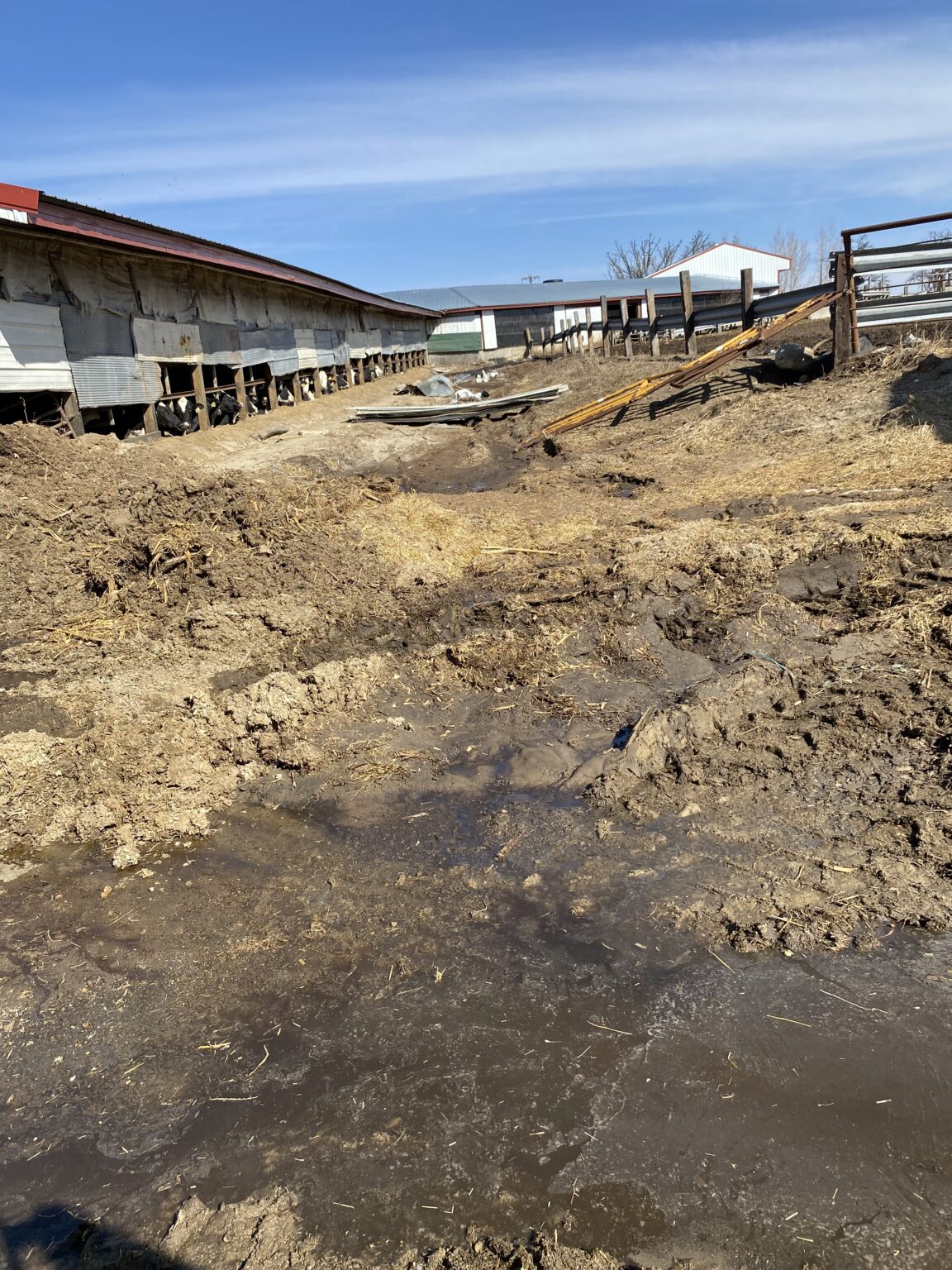 Iowa Dairy Manure Spill Kills Over 100,000 Fish in 10-Mile Stretch of ...