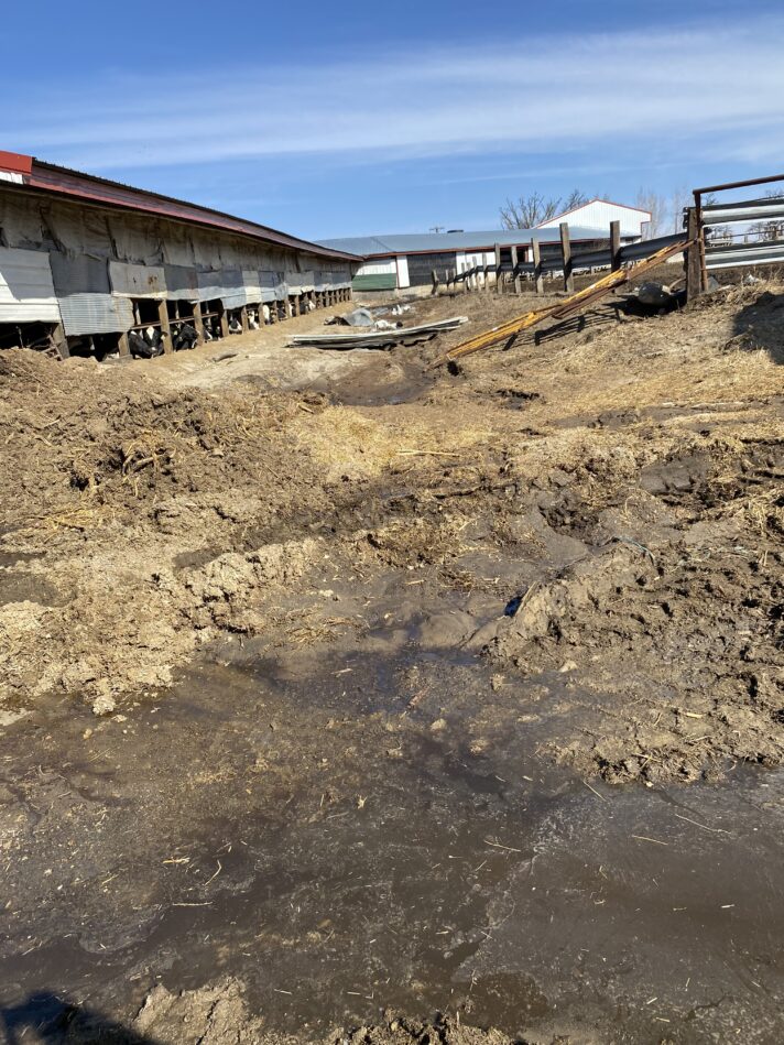 Iowa Dairy Manure Spill Kills Over 100,000 Fish in 10-Mile Stretch of ...