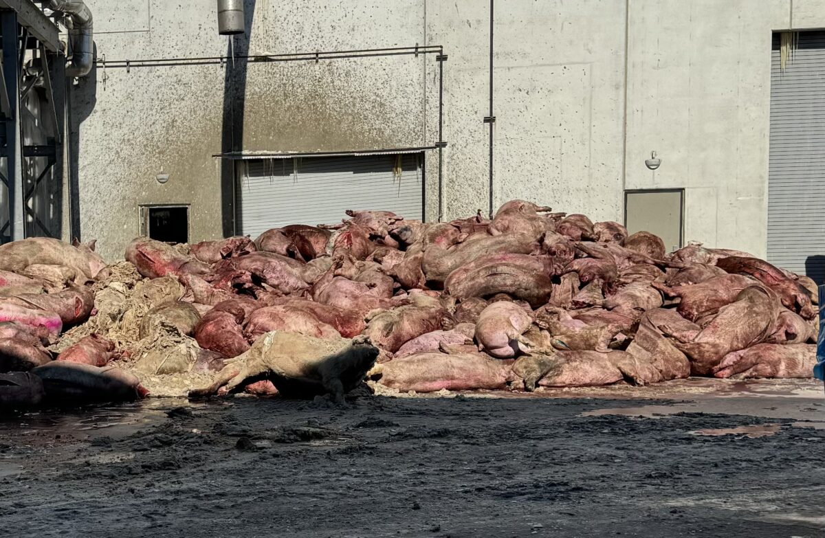 At an Iowa Pork Plant, Piles of Dead Pigs and Wafting Sulphur Dioxide