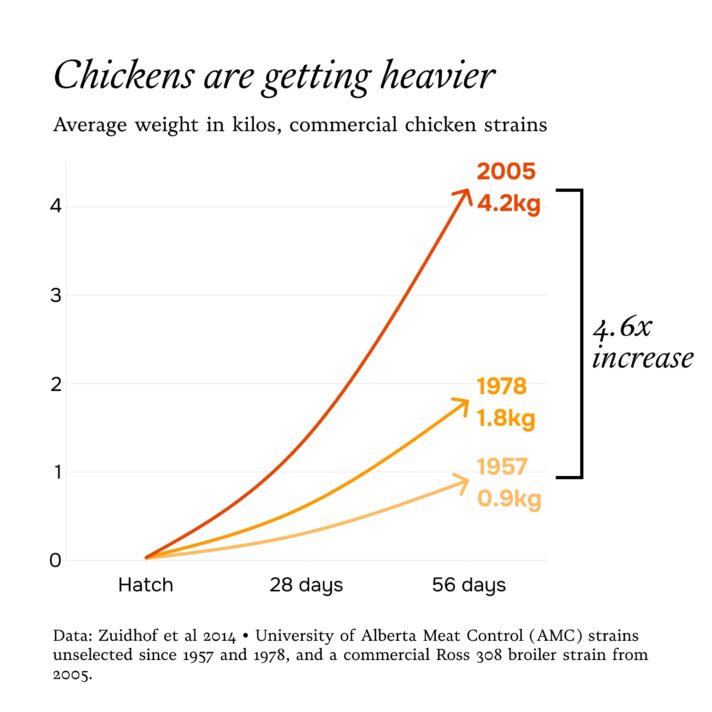 Raising Slower Growing Chickens Could Reduce Their Suffering for a ...